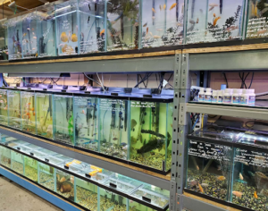 Top 6 Best Aquarium Stores In Calgary [2023]